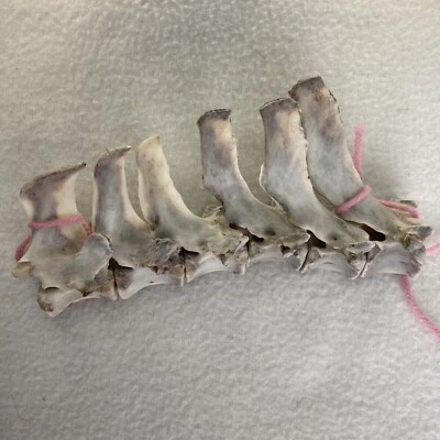 Best Real Vertebrae Deals | Dealsan