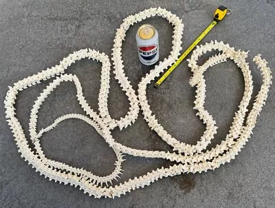 Best Snake Vertebrae Beads Deals | Dealsan